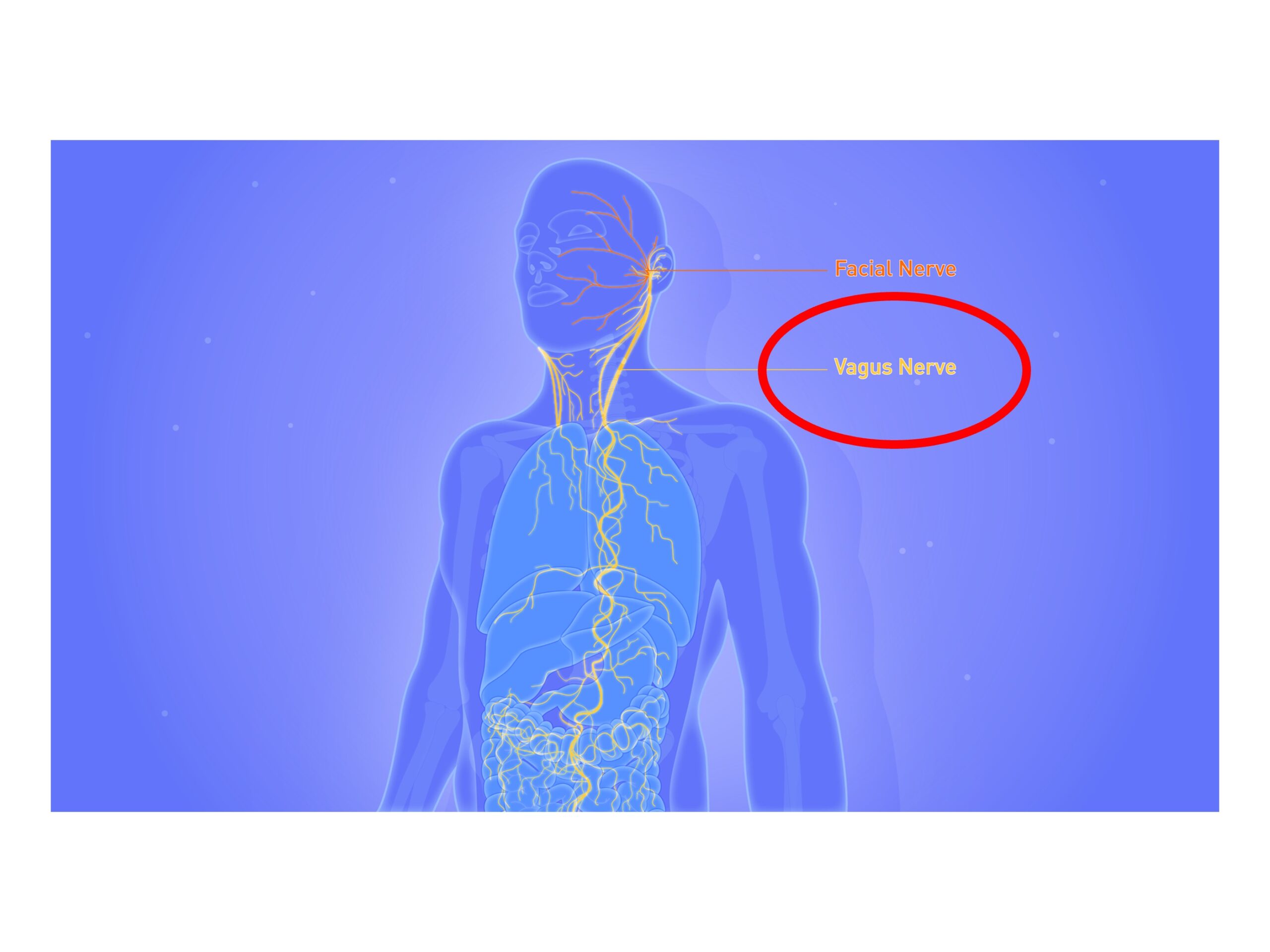 Vegus-Nerve | Children's Program LEARN